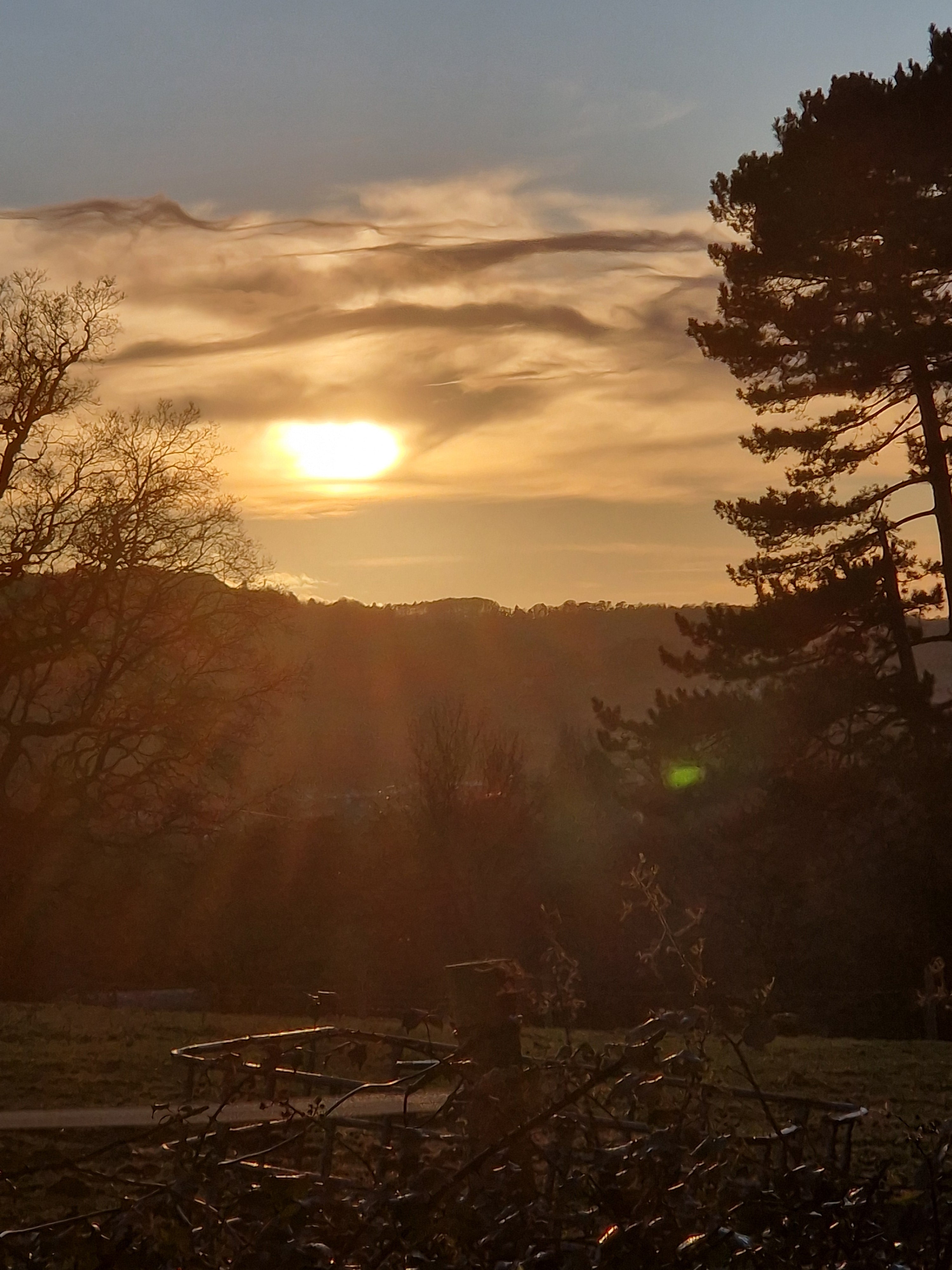 Just starting out collection – Malvern Salvia Collection