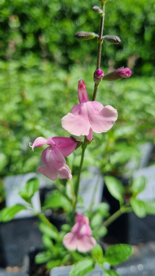 Products – Malvern Salvia Collection