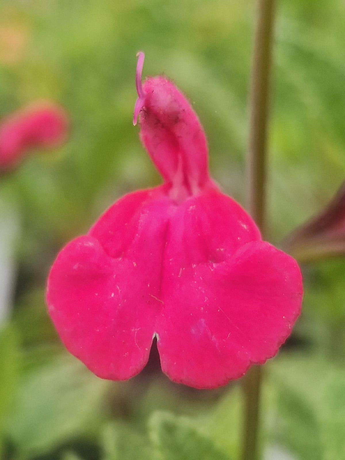 Products – Malvern Salvia Collection