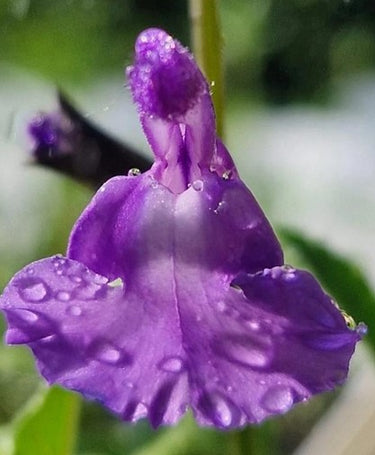 Malvern Salvia Collection