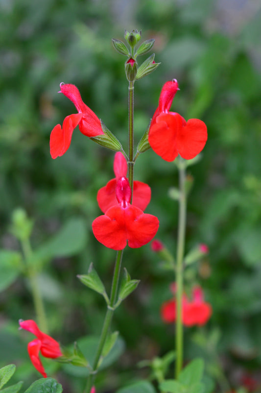 Products – Page 2 – Malvern Salvia Collection