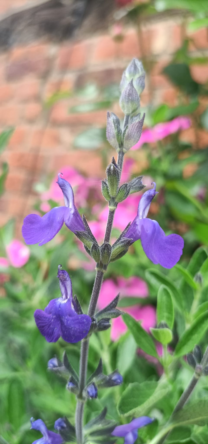 Products – Malvern Salvia Collection