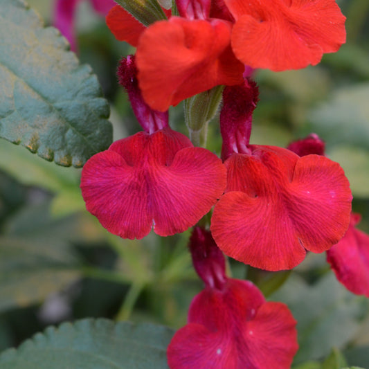 Products – Page 2 – Malvern Salvia Collection